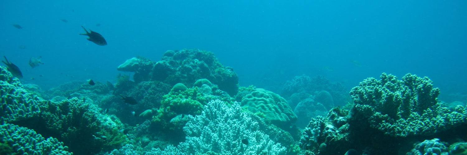 Cookies | Coral Reef Care