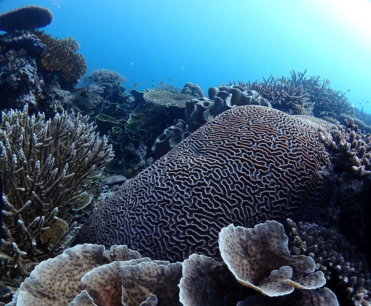 Coral Reefs Provide A Host Of Benefits at Jackson James blog