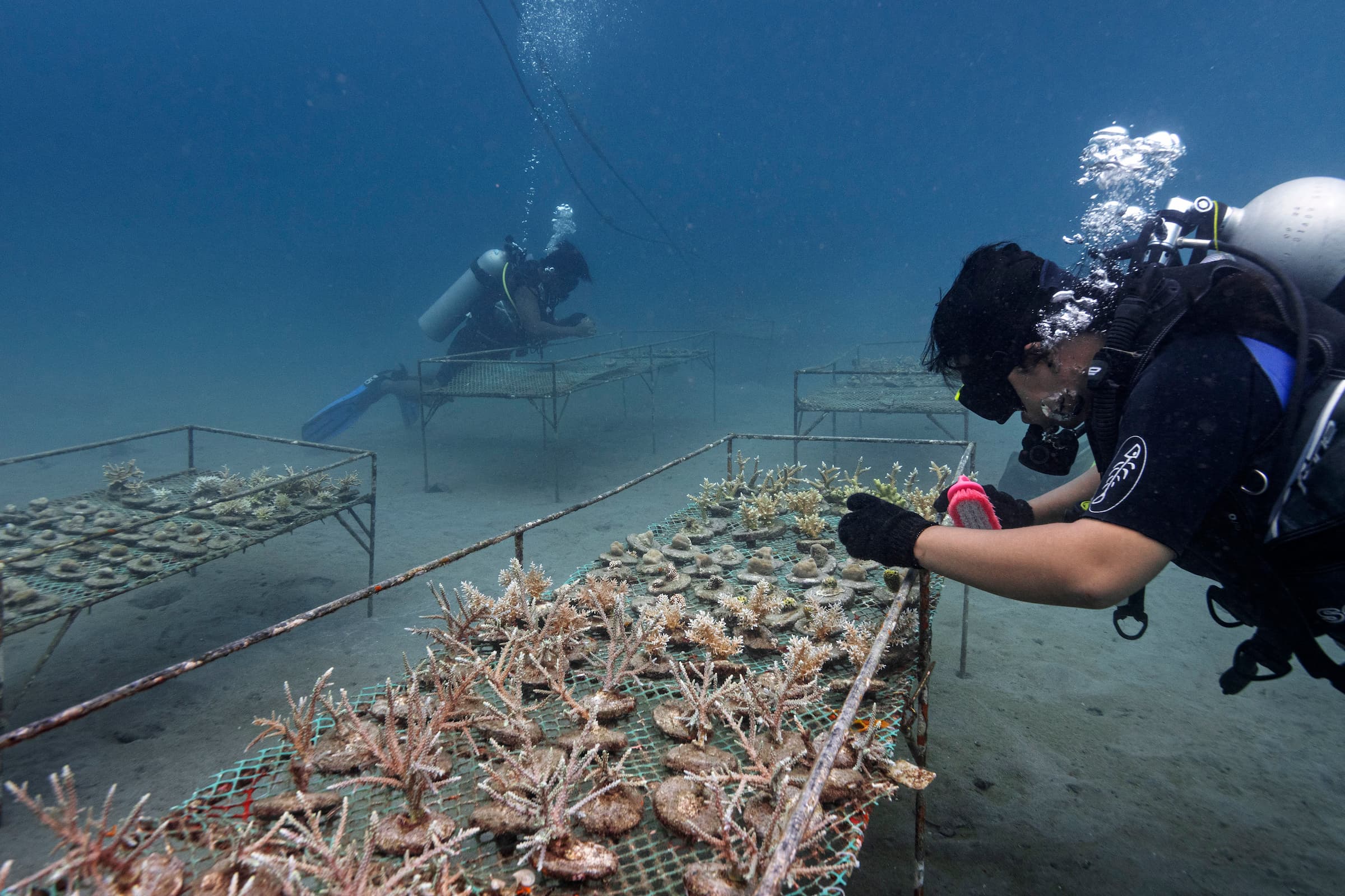 Reef protection & restoration, Pemuteran (Indonesia) | Coral Reef Care